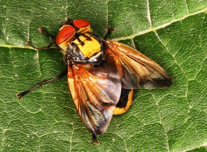 Gruaja pickohet nga insekti, ajo që i ndodh është e tmerrshme ...