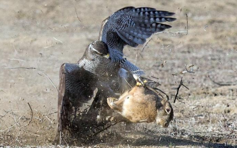 Foto spektakolare, lepuri i shpëton kthetrave të shpendit grabitqar ...